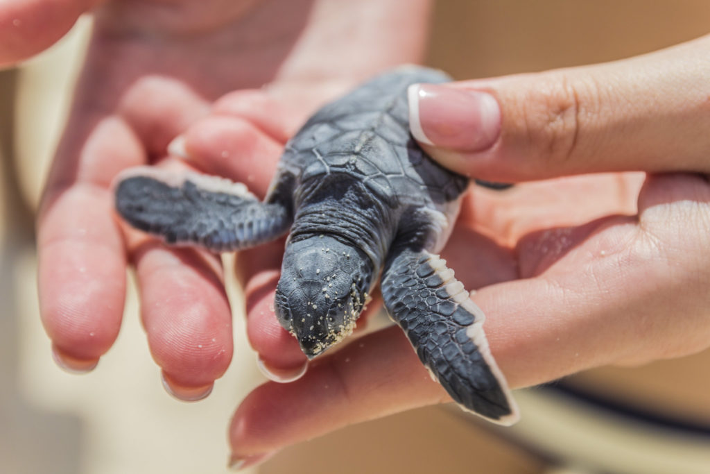 Costa Rica: The Sea Turtle Initiative – Volunteer Vacations l Discover ...