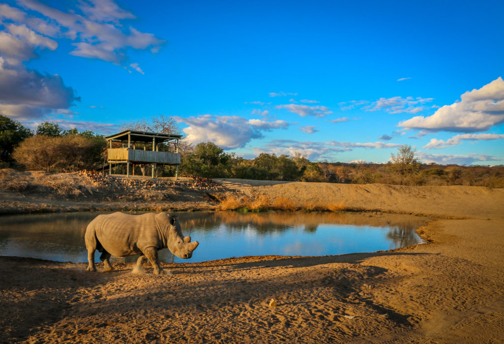 South Africa: Wildlife Conservation Experience – Volunteer Vacations ...