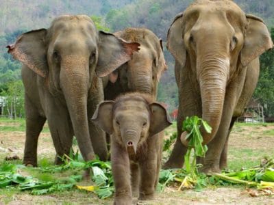 Everything You Need to Know About Elephant Conservation in Thailand ...